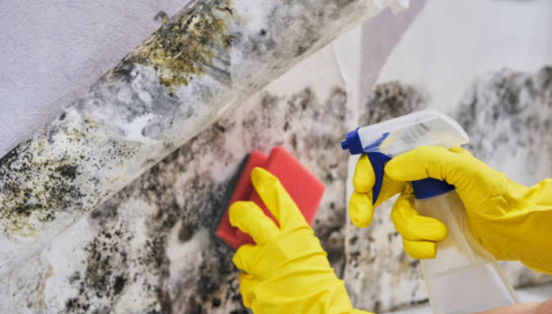 Mold Removal Pro Cost: Your Ultimate Guide to Pricing